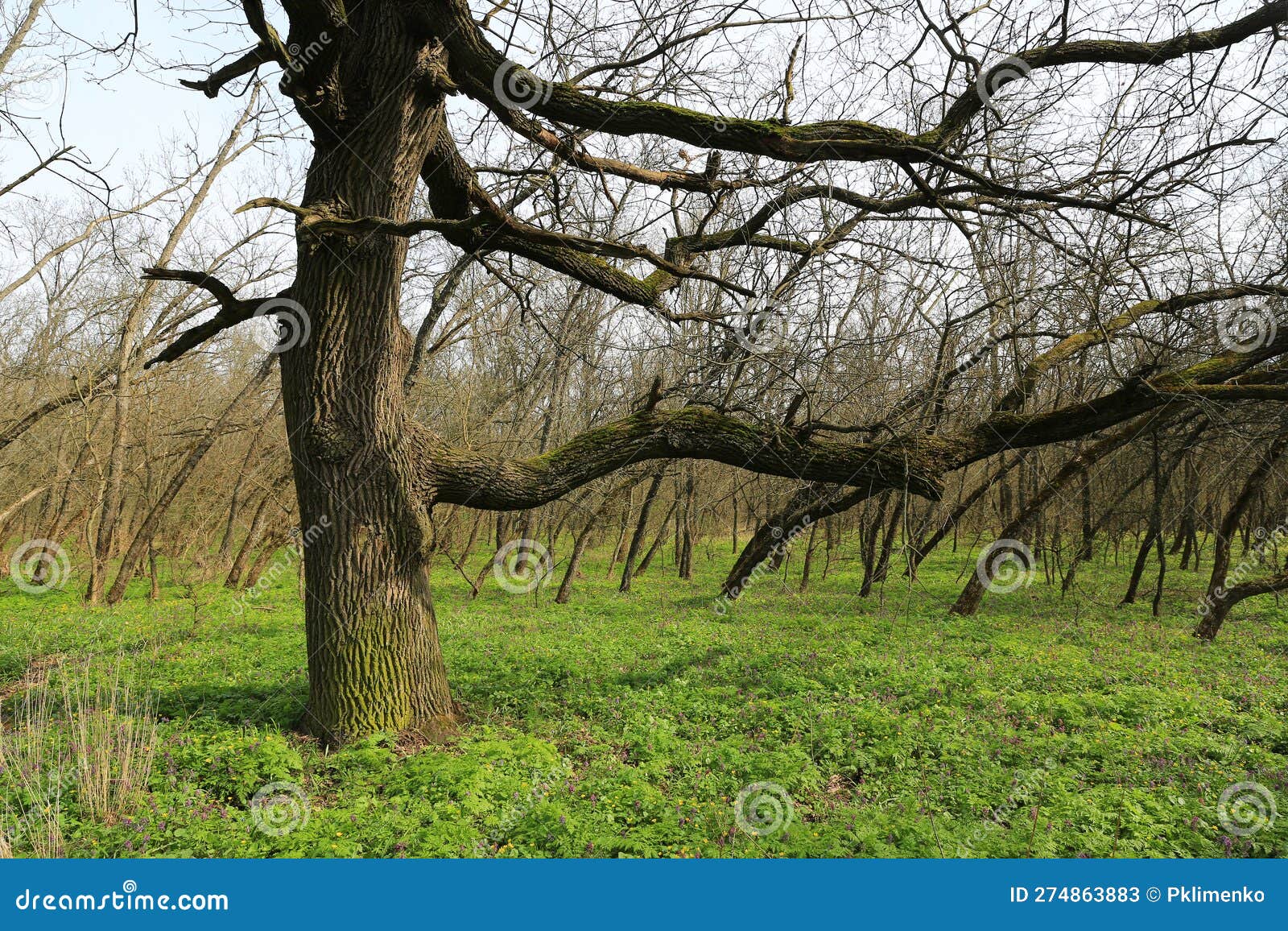 Big Oak Tree in Spring Forest Stock Image - Image of foliage, woodland ...