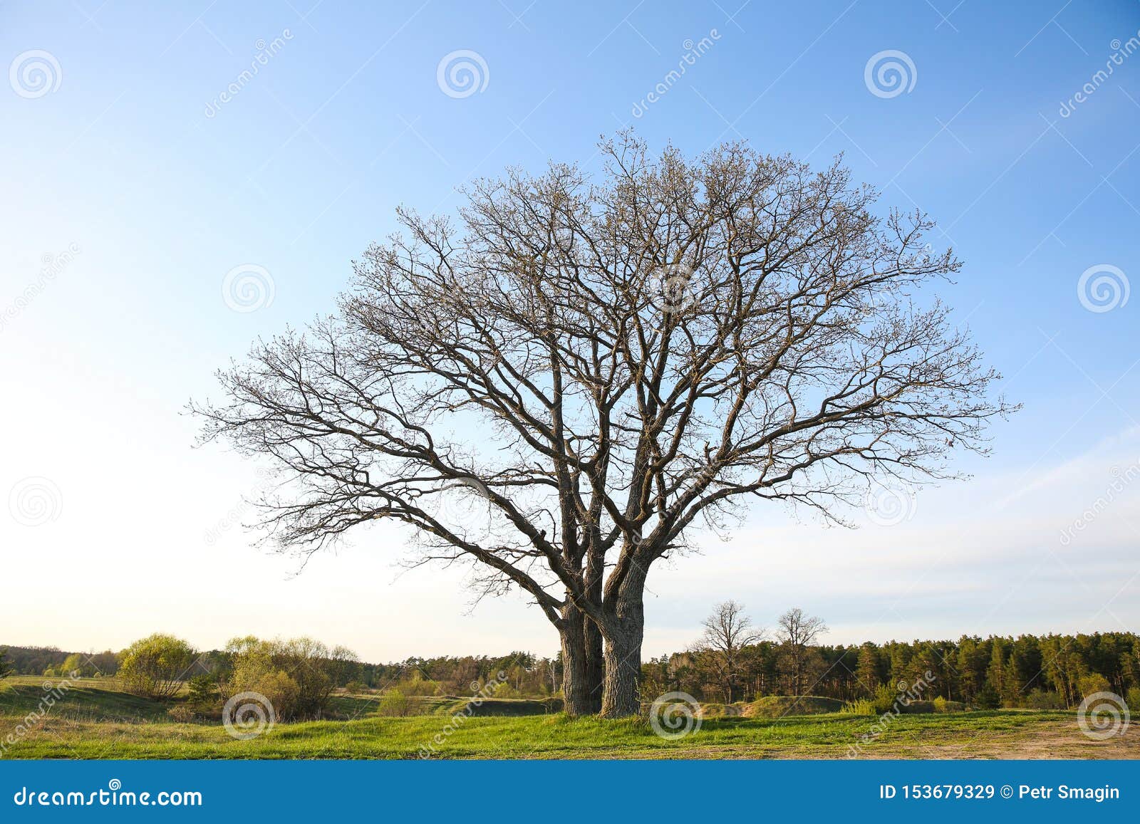 Big oak tree in spring stock image. Image of landscape - 153679329