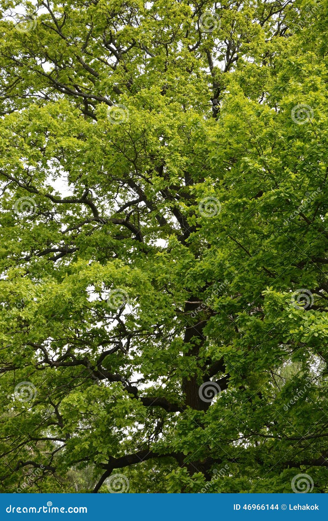 Big oak tree stock photo. Image of clear, forest, agriculture - 46966144