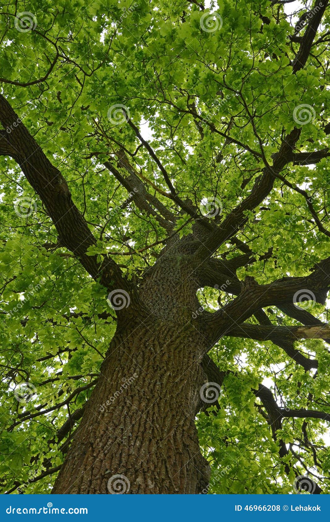 Big oak tree stock photo. Image of environment, land - 46966208
