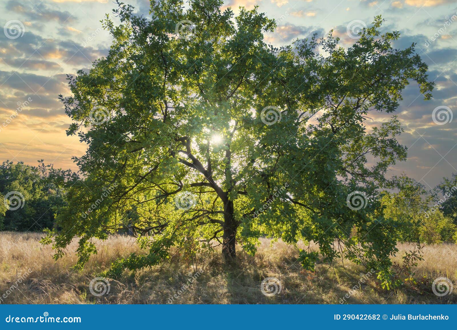 Big oak tree at the sunset stock photo. Image of shining - 290422682