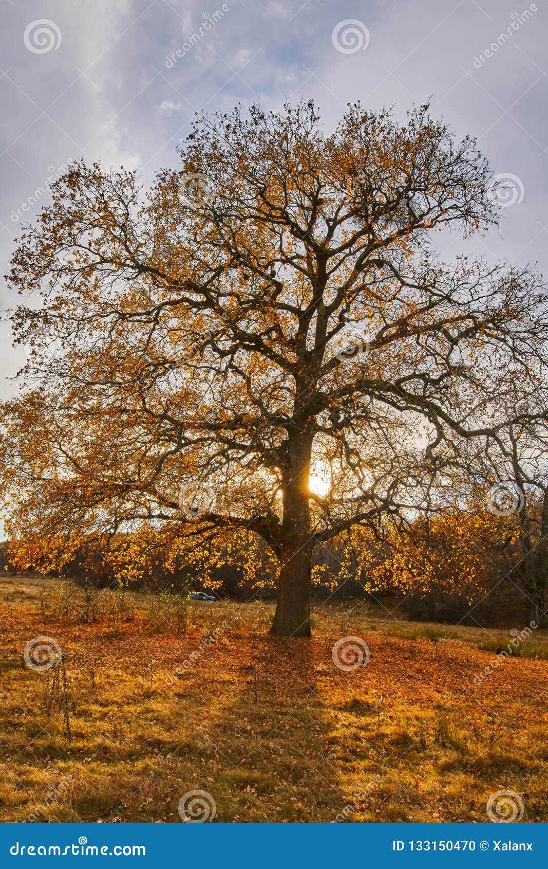 Big oak tree at sunset stock photo. Image of forest - 133150470