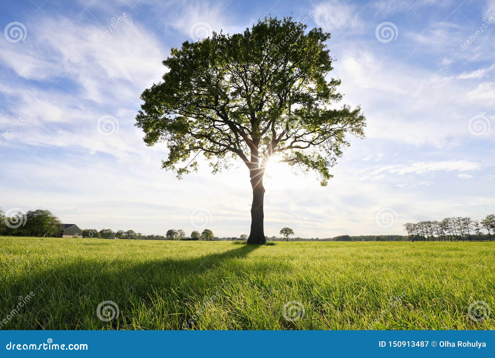 Big oak tree and sunshine stock image. Image of field - 150913487