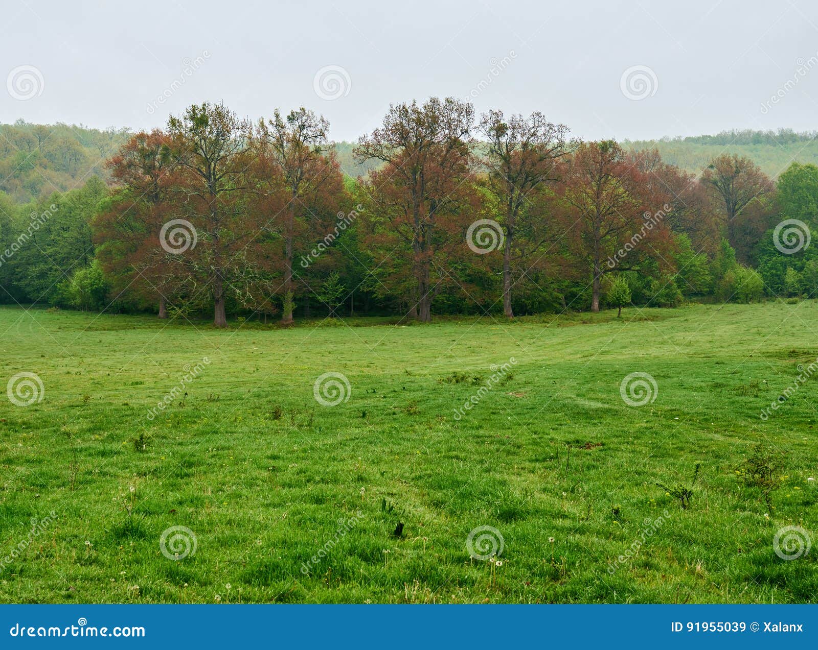 Big Oak Trees in Front of the Forest Stock Image - Image of haze ...