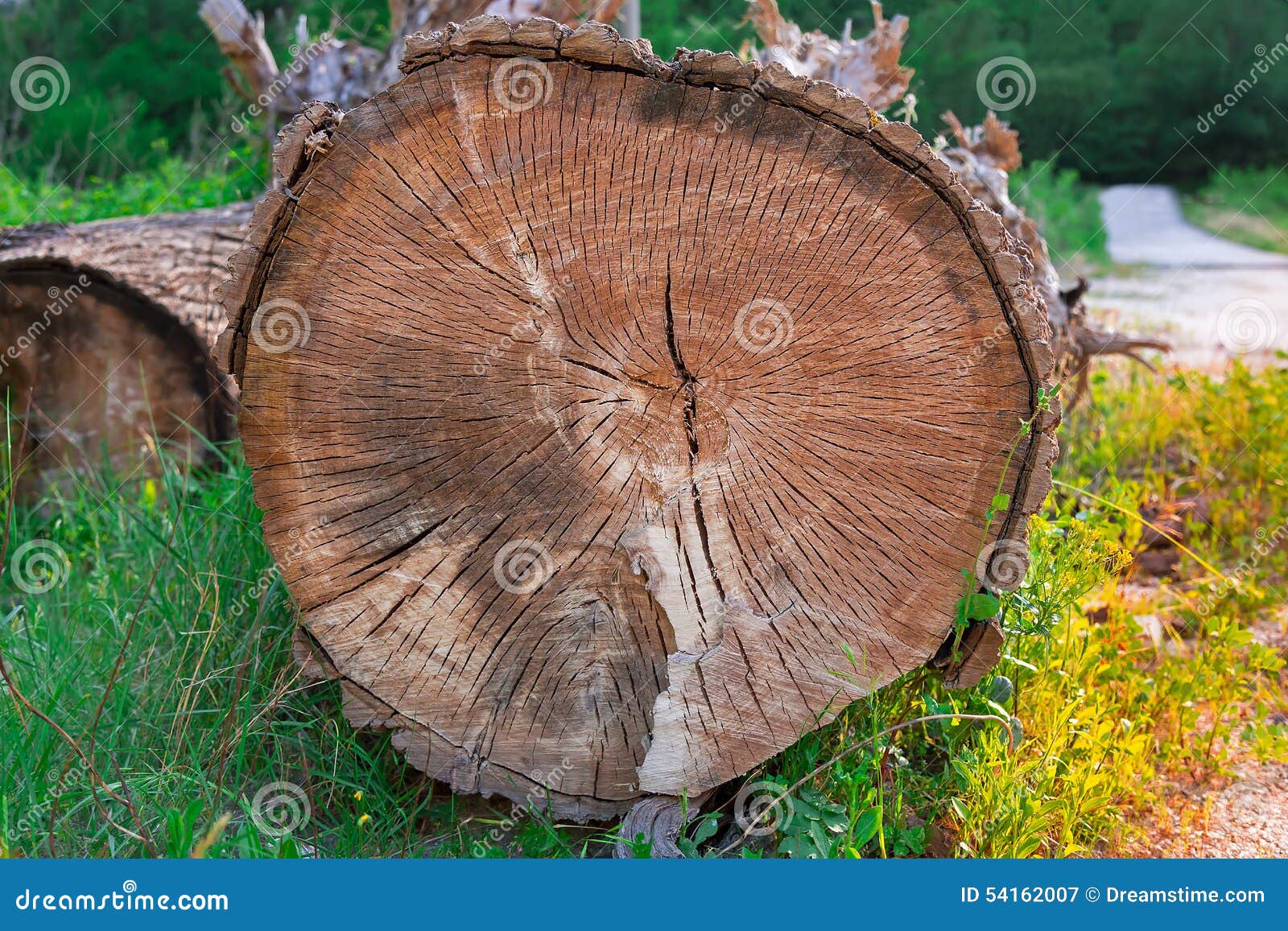 Big oak trunk - wood stock image. Image of plant, line - 54162007