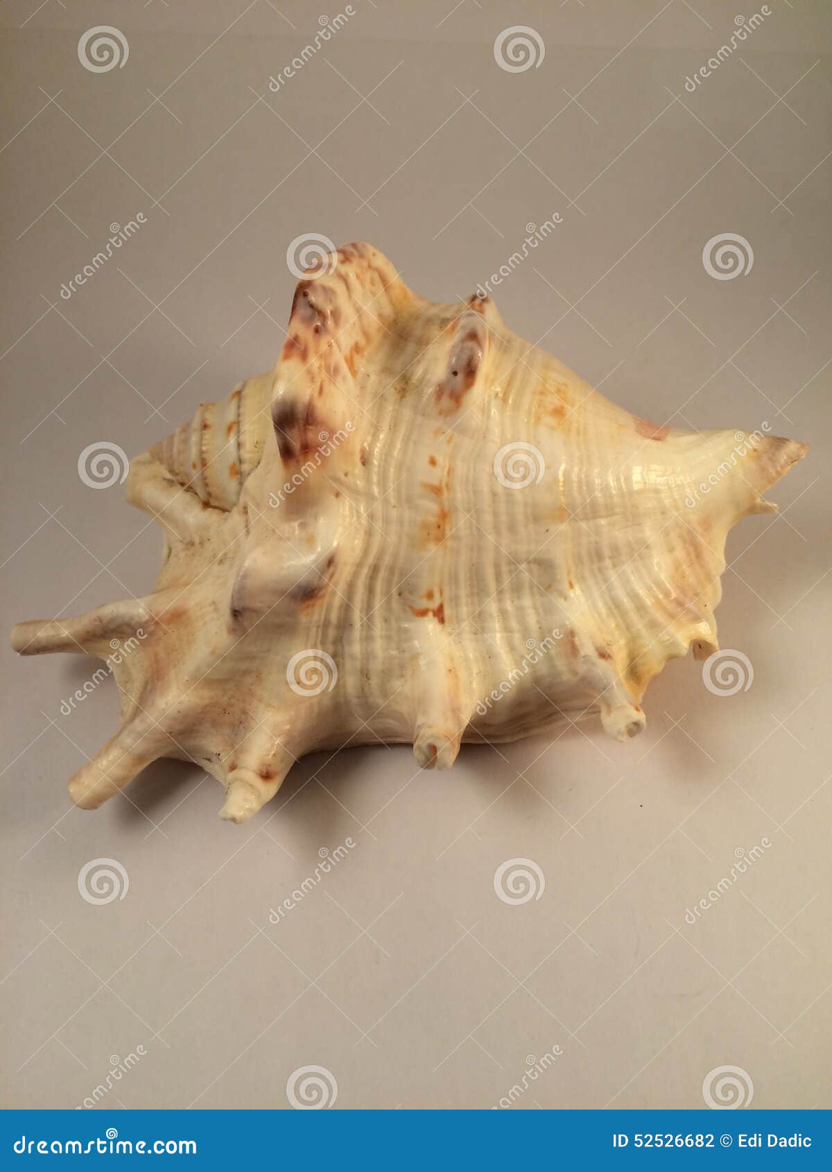 Big ocean sea shell stock photo. Image of marine, weather - 52526682