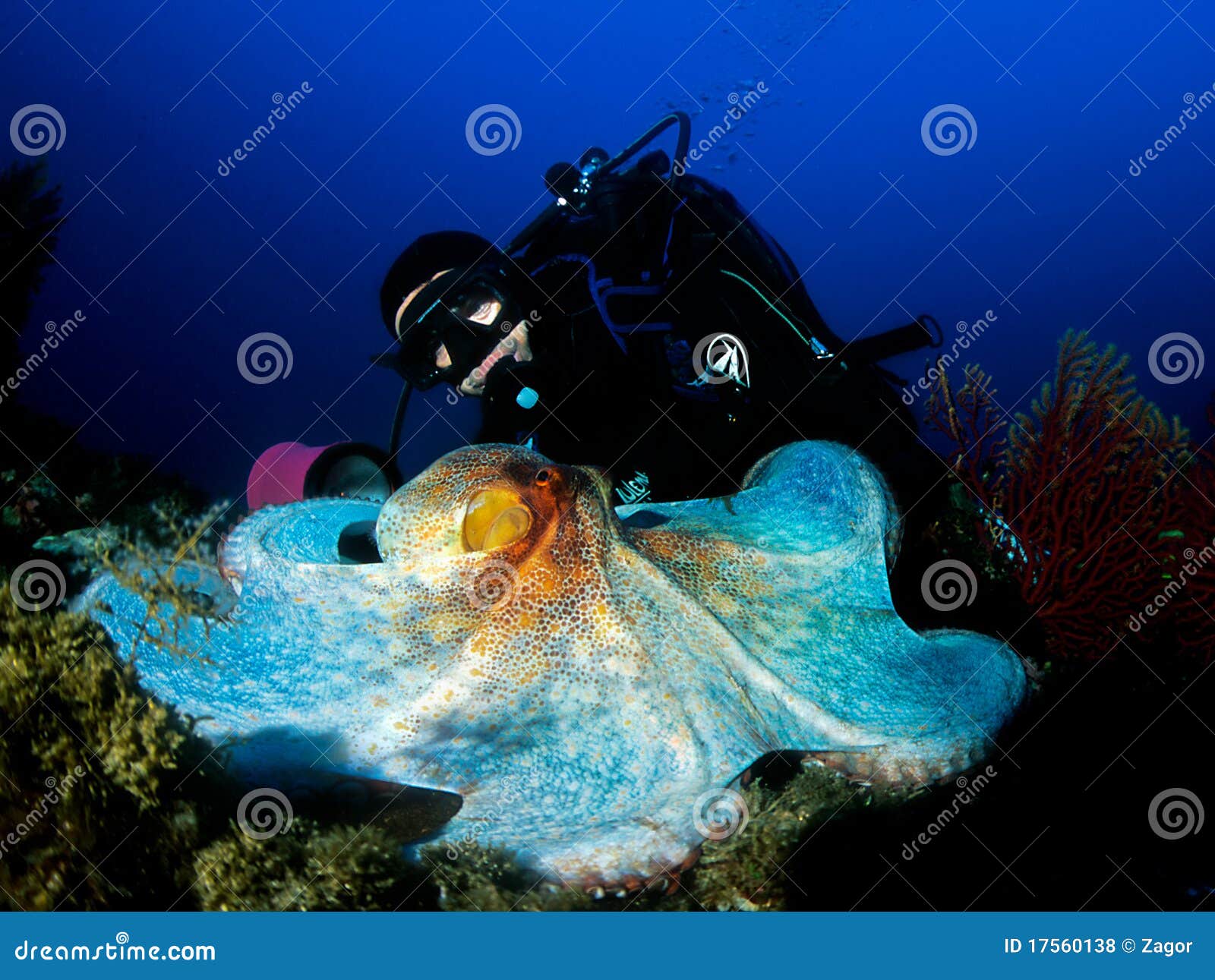 Big octopus stock photo. Image of diver, animal, deep - 17560138