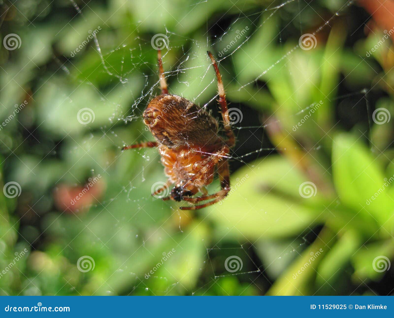 Big Ol Spider macro stock image. Image of silky, wrap - 11529025