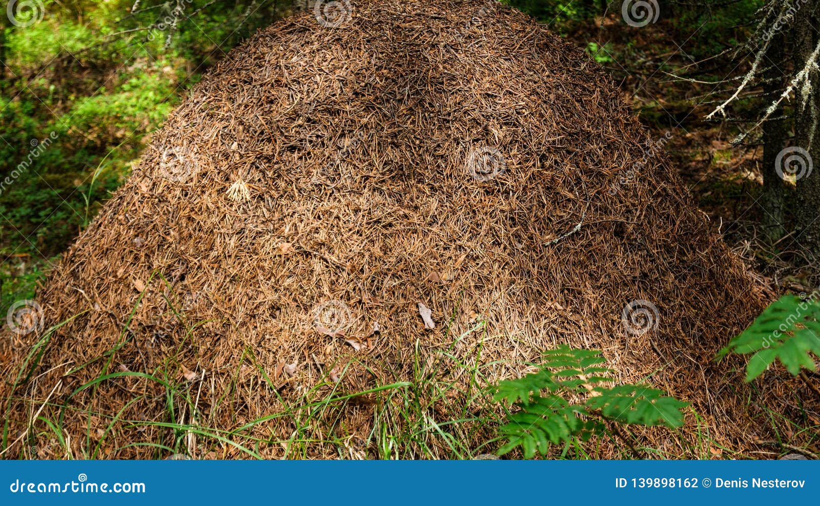 Big Old Anthill in the Summer Forest Stock Photo - Image of forest ...