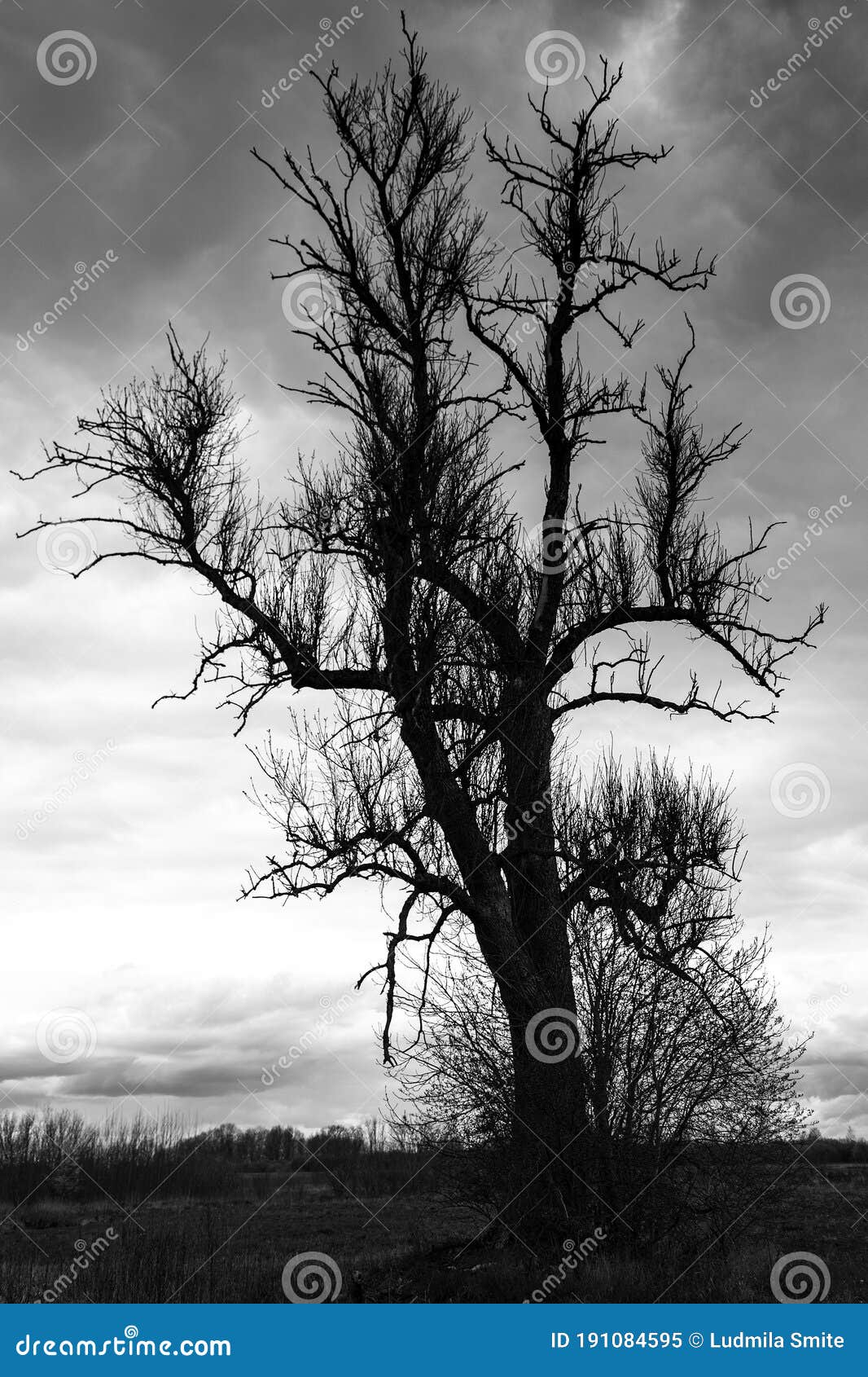 Big old ash tree stock image. Image of outdoor, beautiful - 191084595