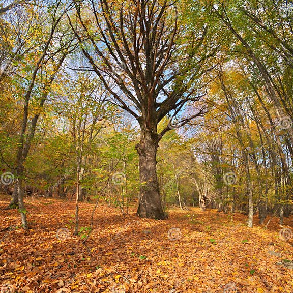 Big Old Autumn Tree in Forest Stock Image - Image of park, colorful ...