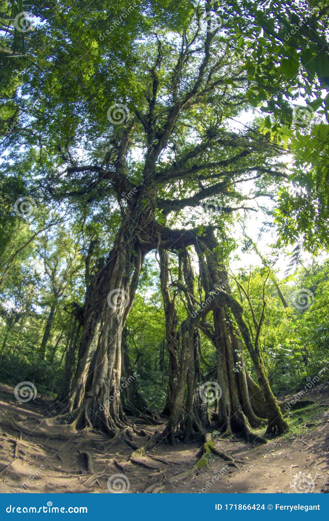Big old banyan tree stock photo. Image of tree, huge - 171866424