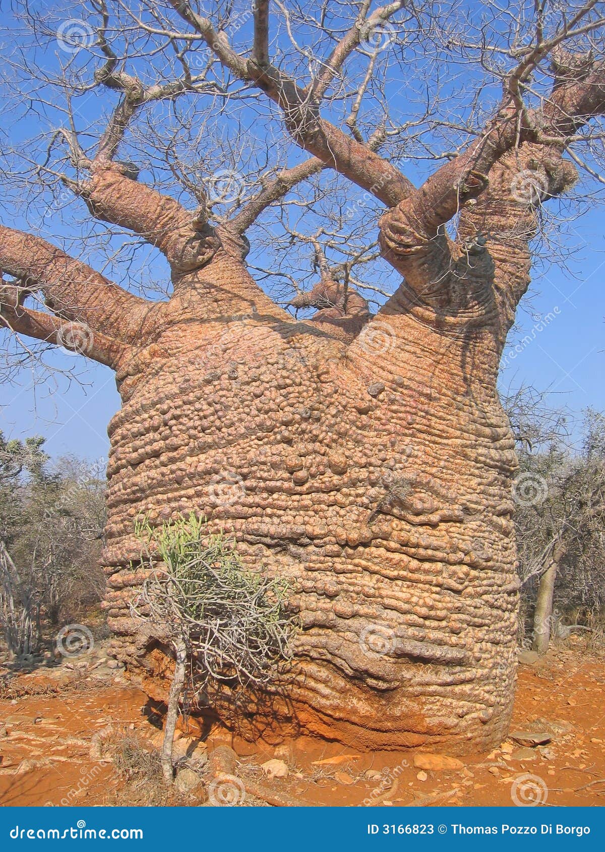 Big old baobab stock image. Image of gardening, cloud - 3166823