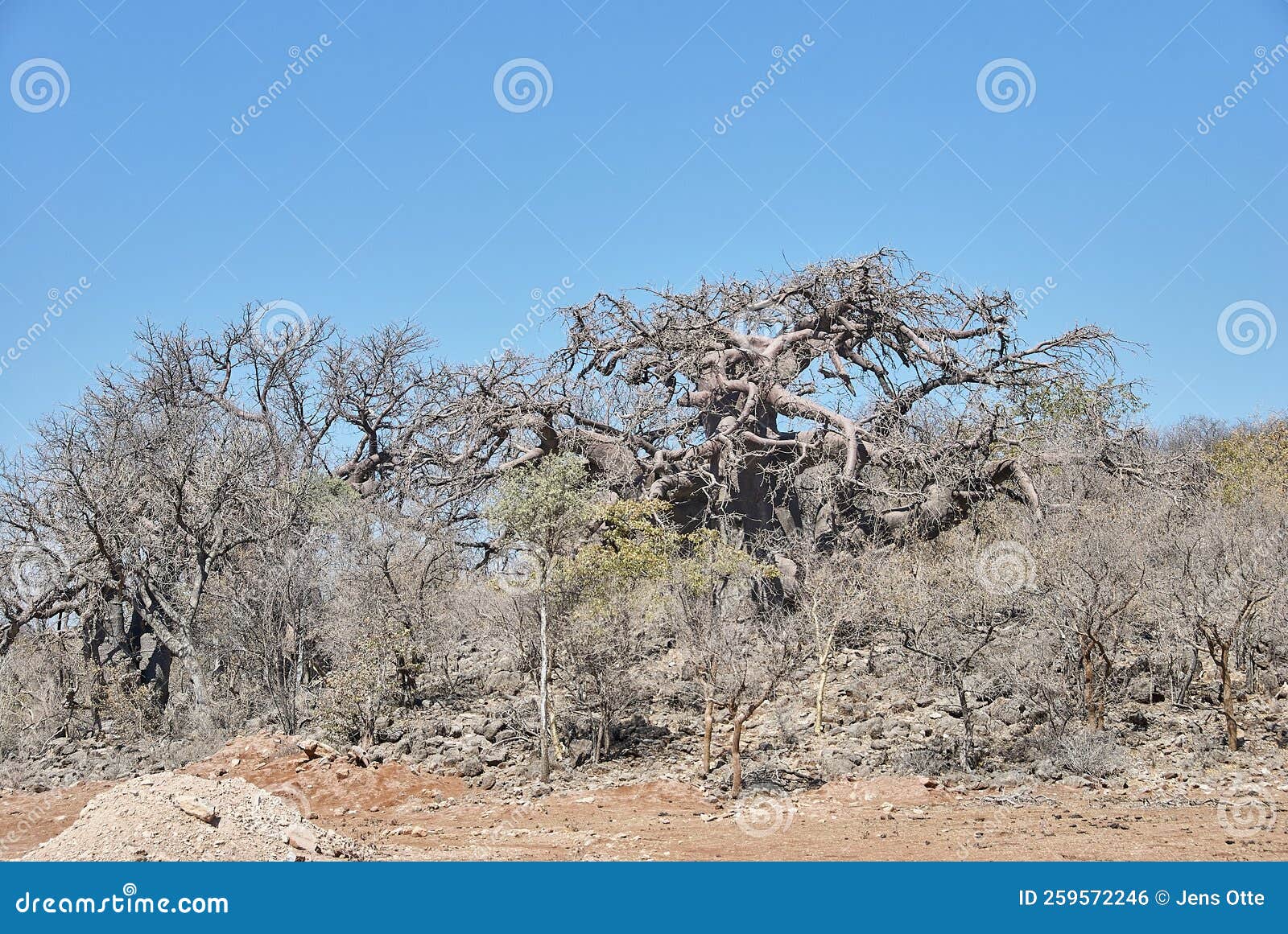Big Old Baobab Tree in Northern Namibia Stock Photo - Image of ancient ...