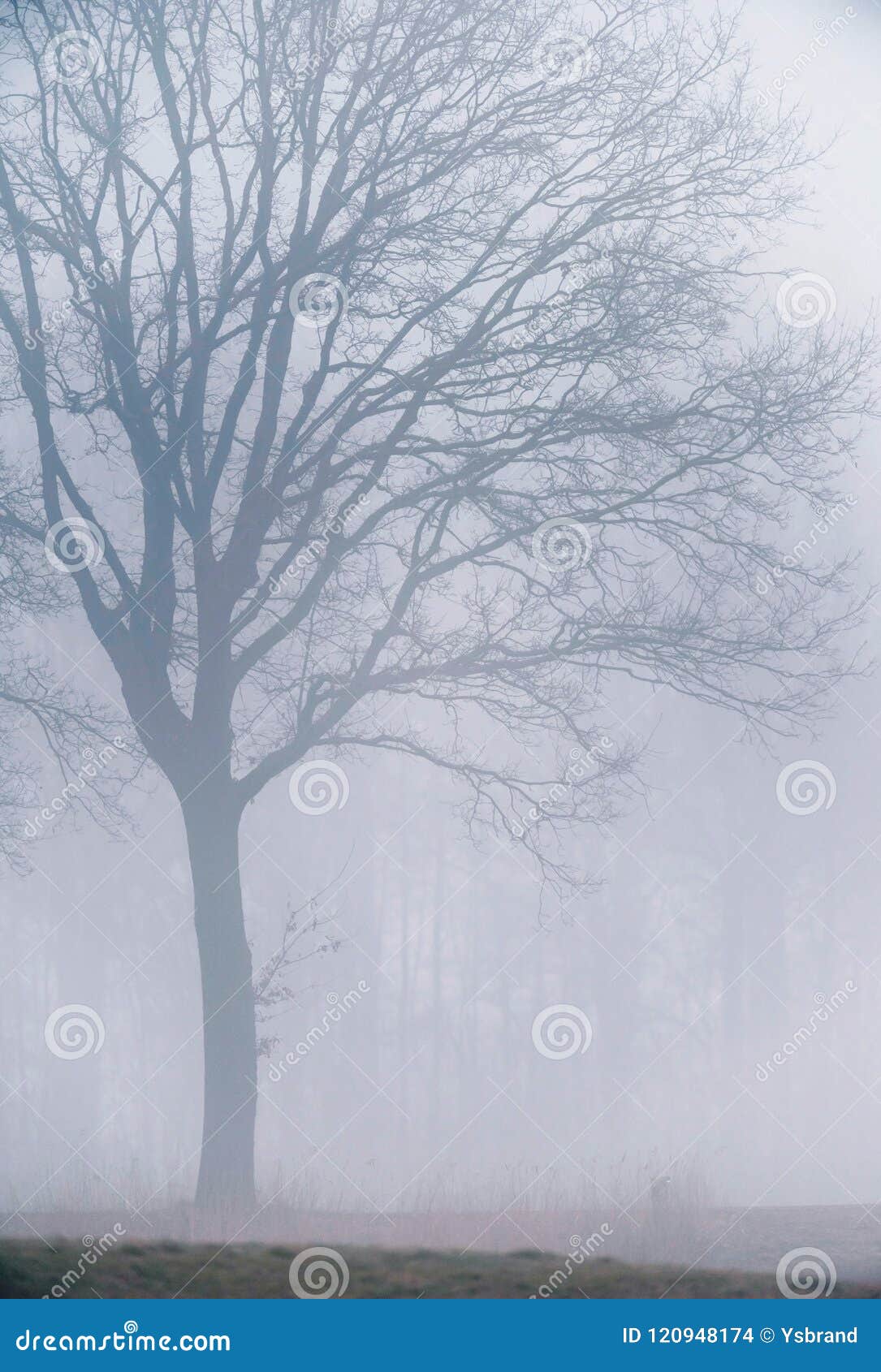 Big Old Winter Tree in Mist. Stock Photo - Image of cold, branch: 120948174