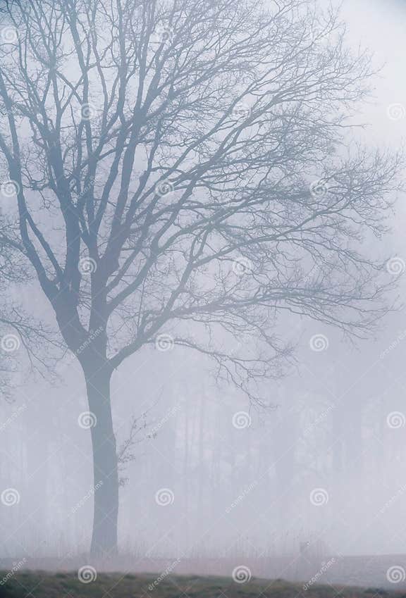 Big Old Winter Tree in Mist. Stock Photo - Image of cold, branch: 120948174