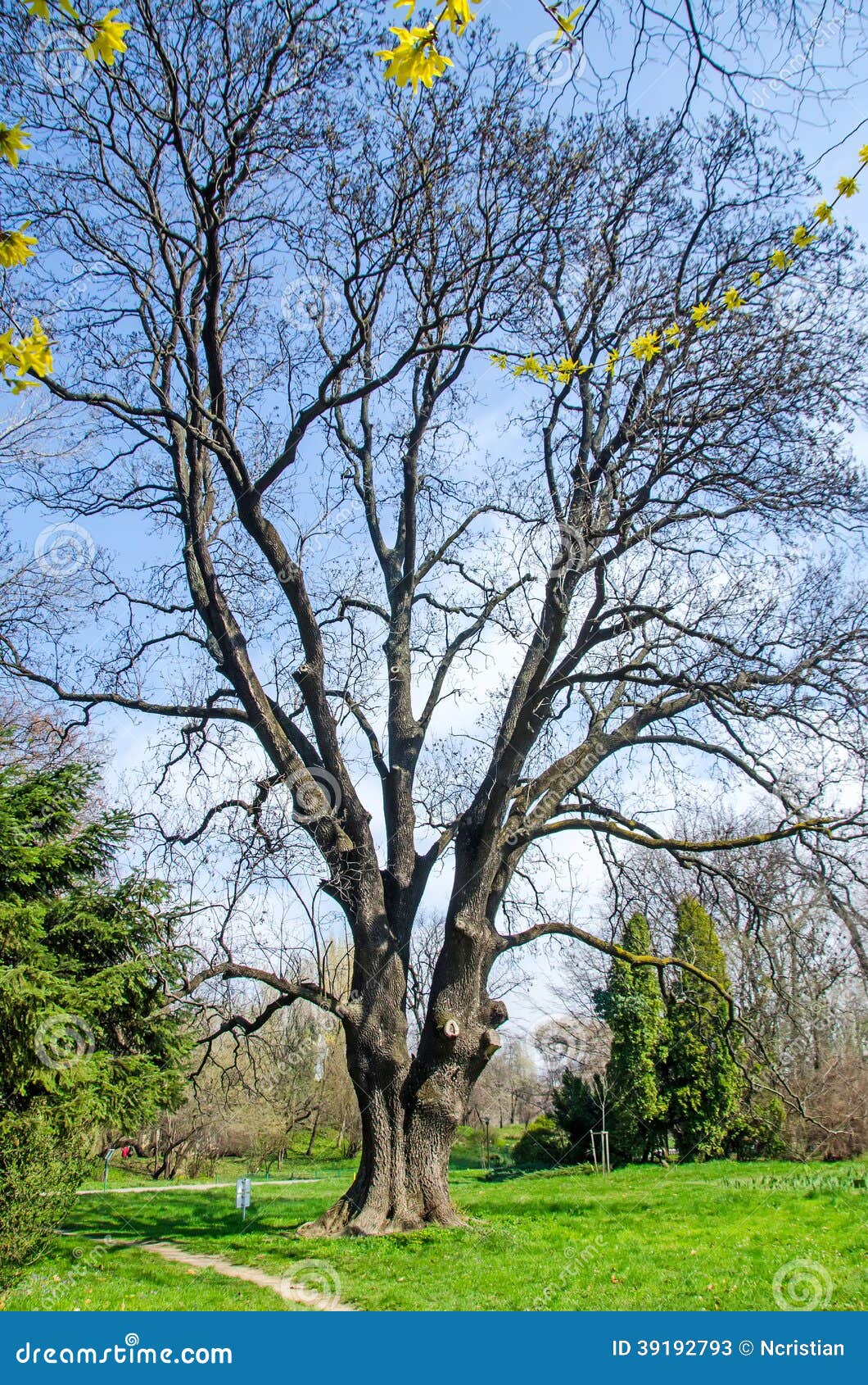 Big old beech tree stock image. Image of forest, panorama - 39192793