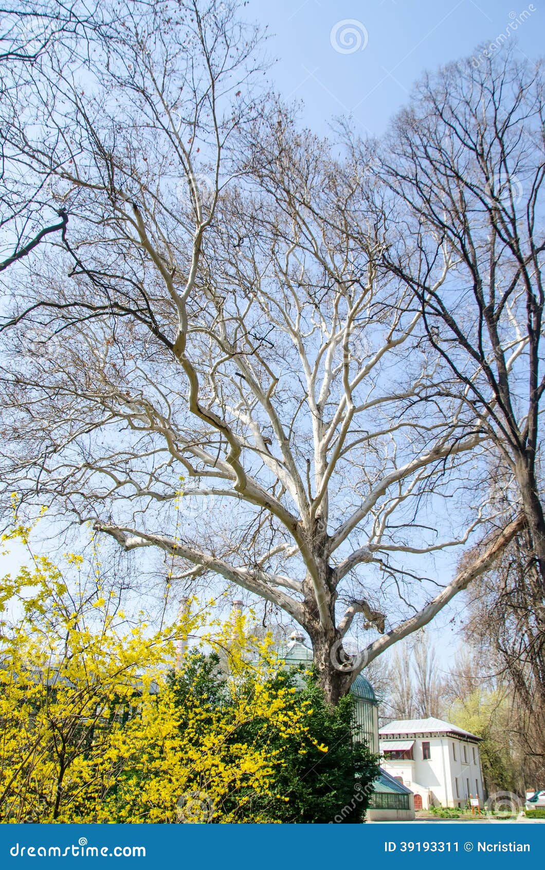 Big old birch tree stock image. Image of nature, isolated - 39193311