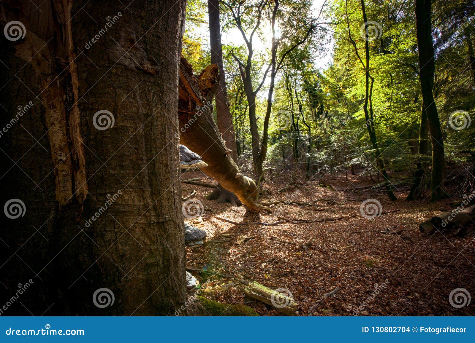 Big Old Broken Tree Trunk in the Autumn Forest Stock Photo - Image of ...