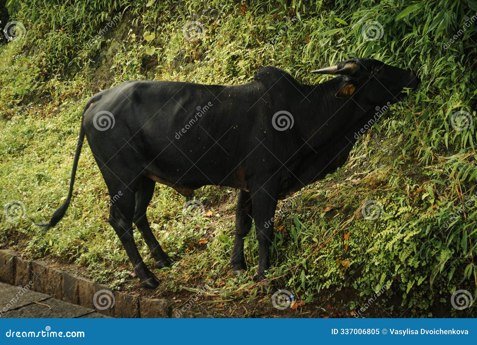 Big Old Bull with Big Horns Laying on the Ground Stock Image - Image of ...