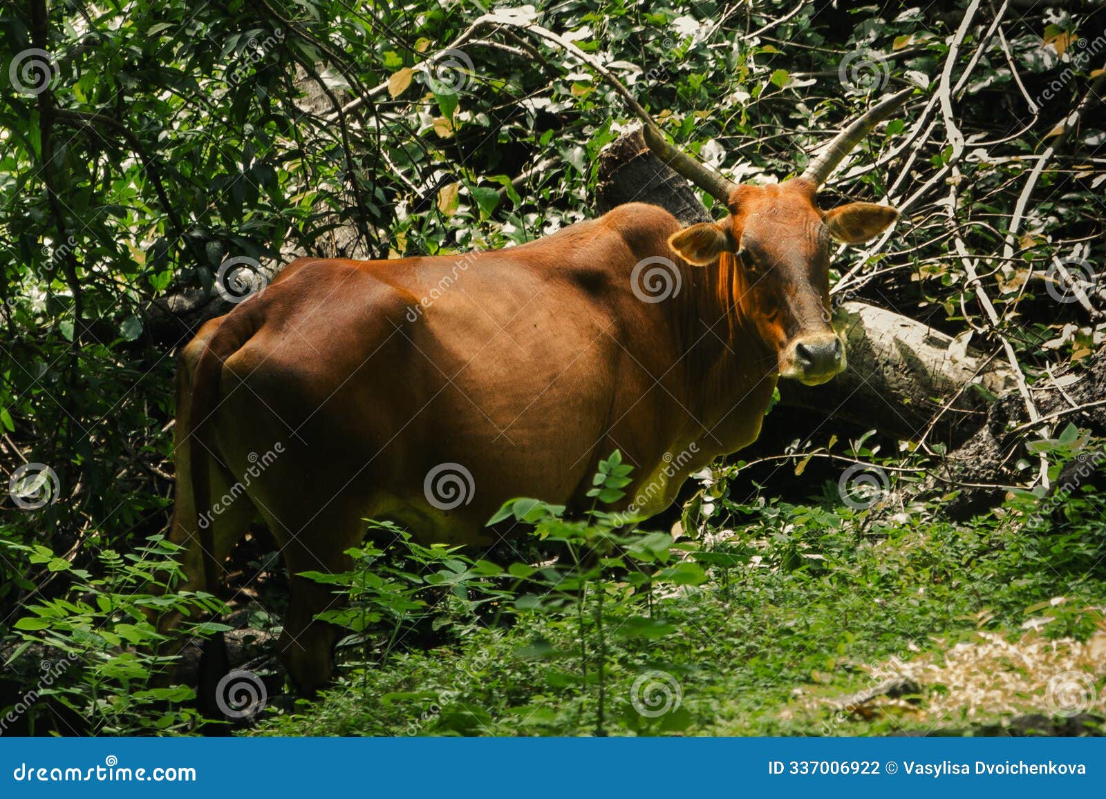 Big Old Bull with Big Horns Laying on the Ground Stock Photo - Image of ...