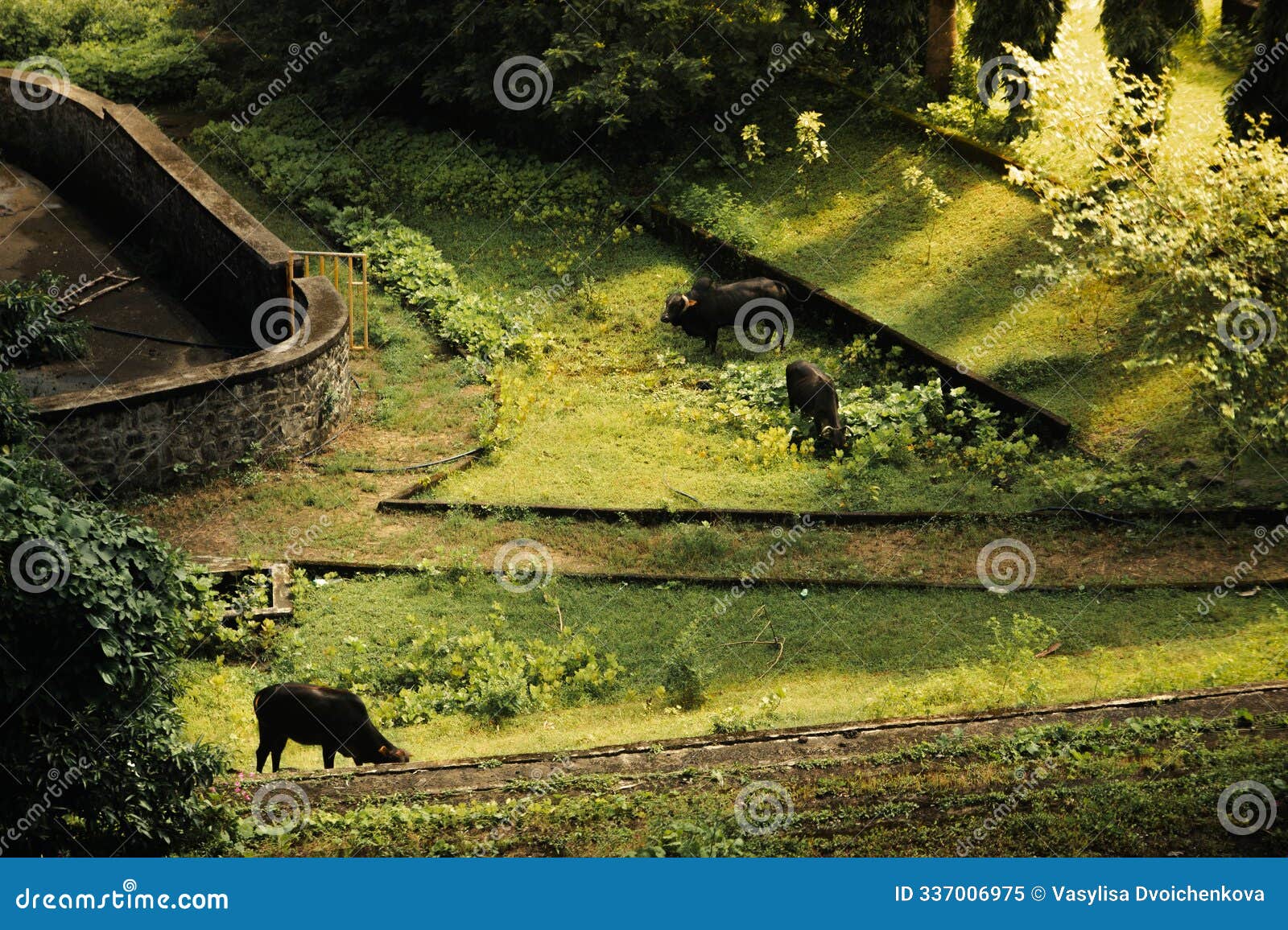 Big Old Bull with Big Horns Laying on the Ground Stock Image - Image of ...