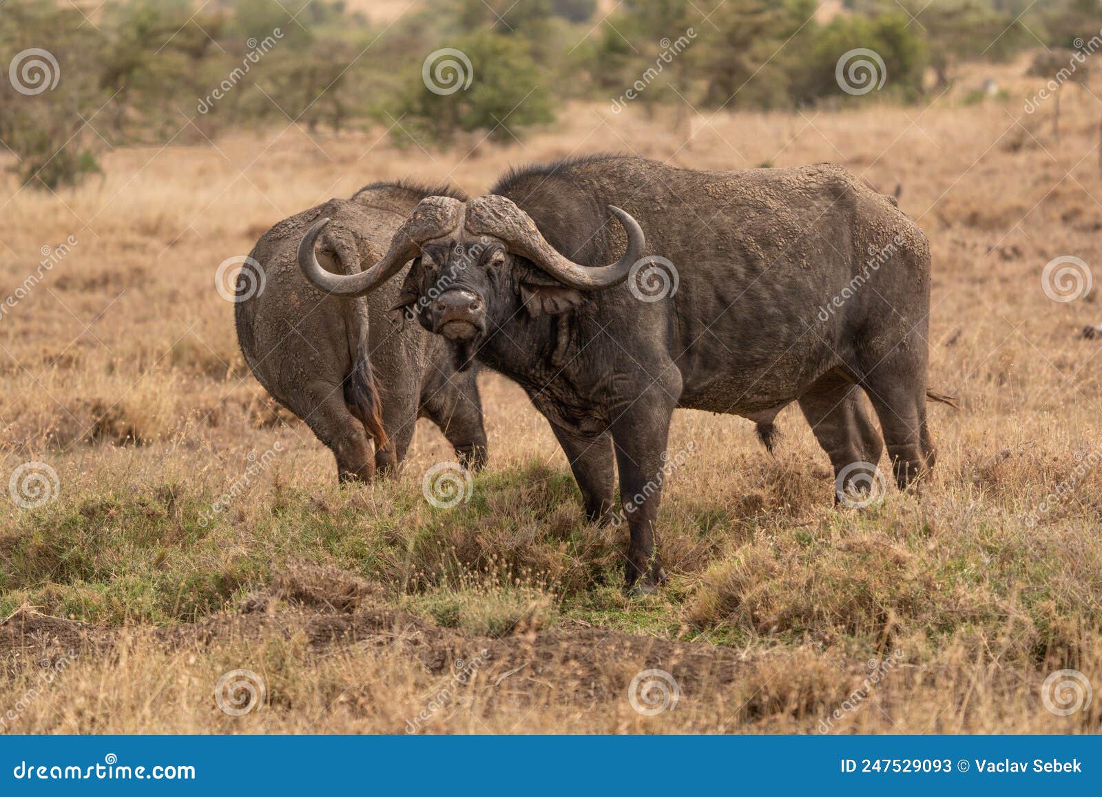A Big Old Cape Buffalo Dagga Bull Syncerus Caffer Stock Image - Image ...