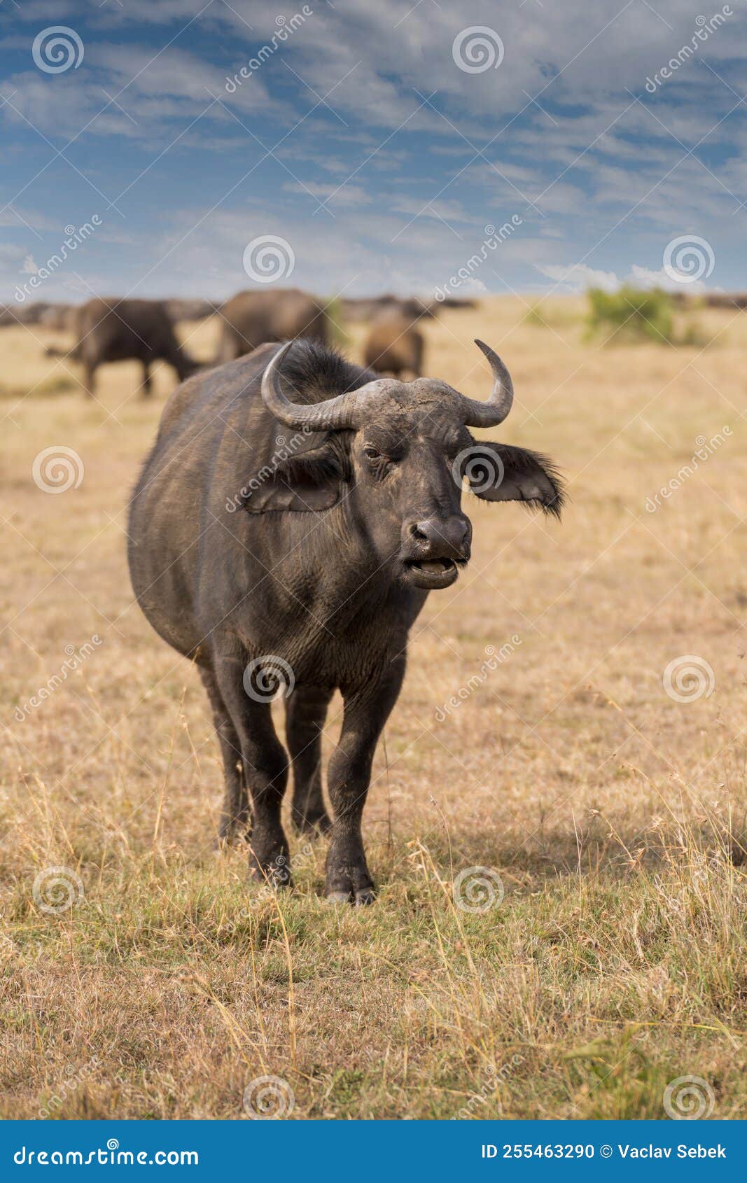 A Big Old Cape Buffalo Dagga Bull Syncerus Caffer Stock Photo - Image ...