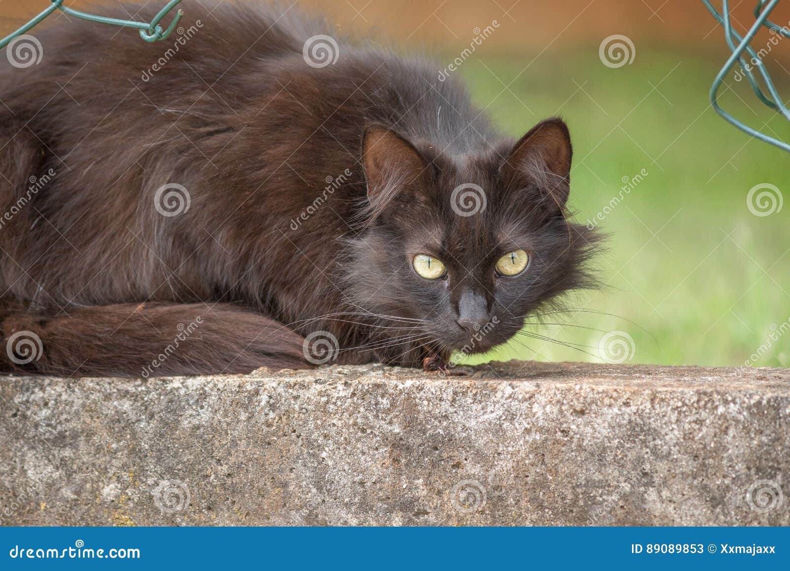 Big old cat stock image. Image of adult, animal, feline - 89089853