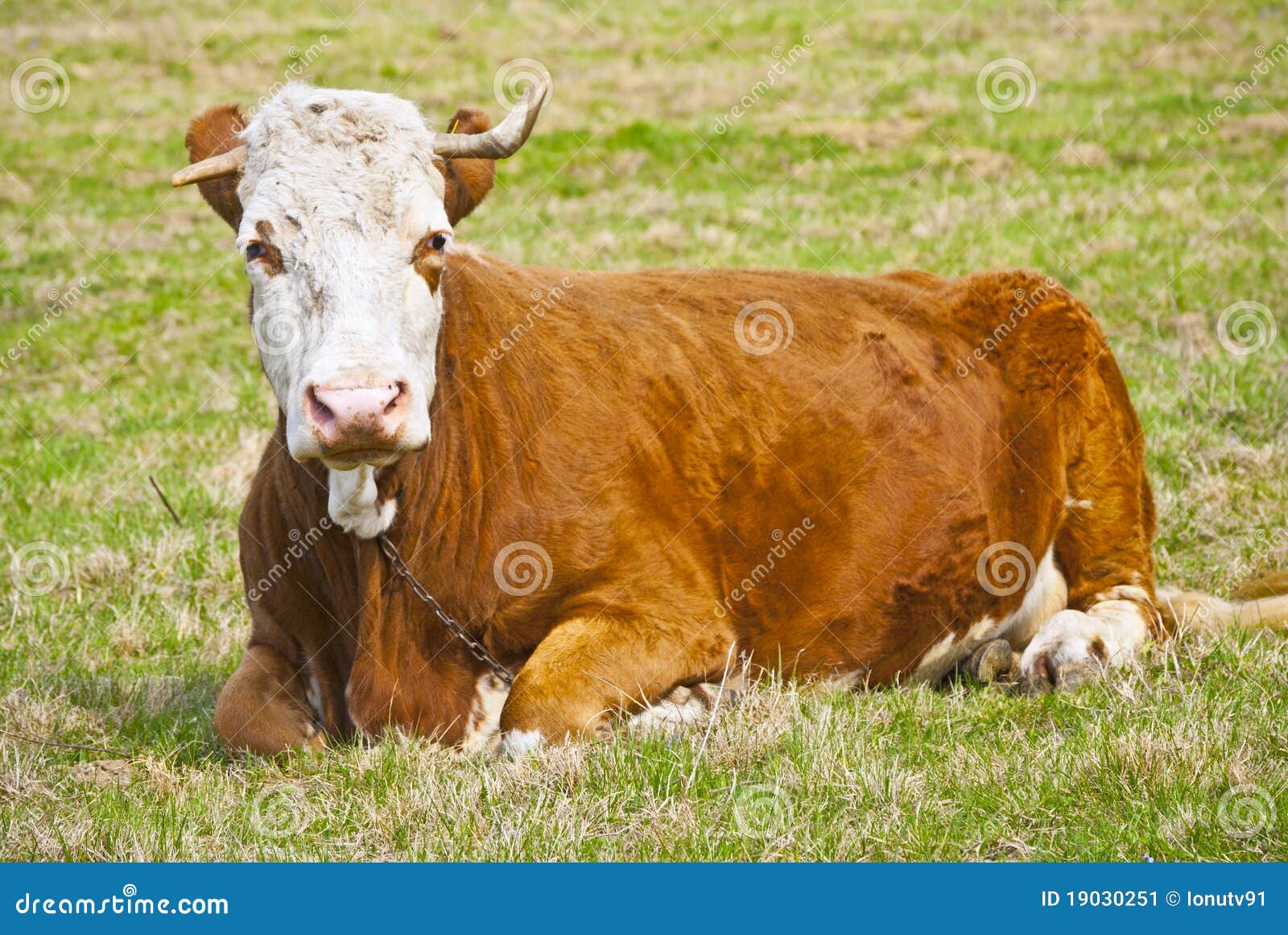Big old cow resting stock image. Image of farm, stay - 19030251