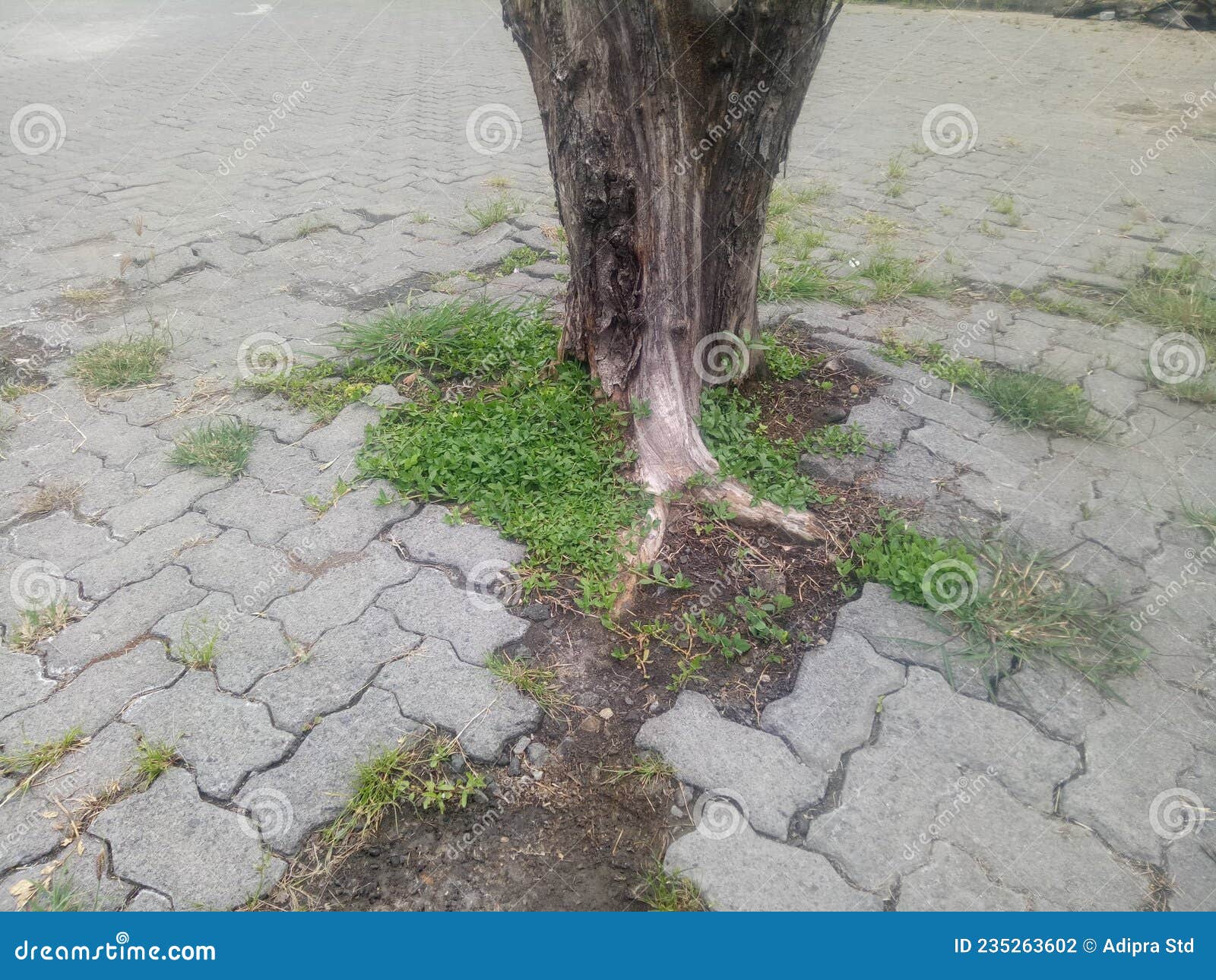 Big and Old Dead Tree Trunk Stock Photo - Image of brown, plant: 235263602