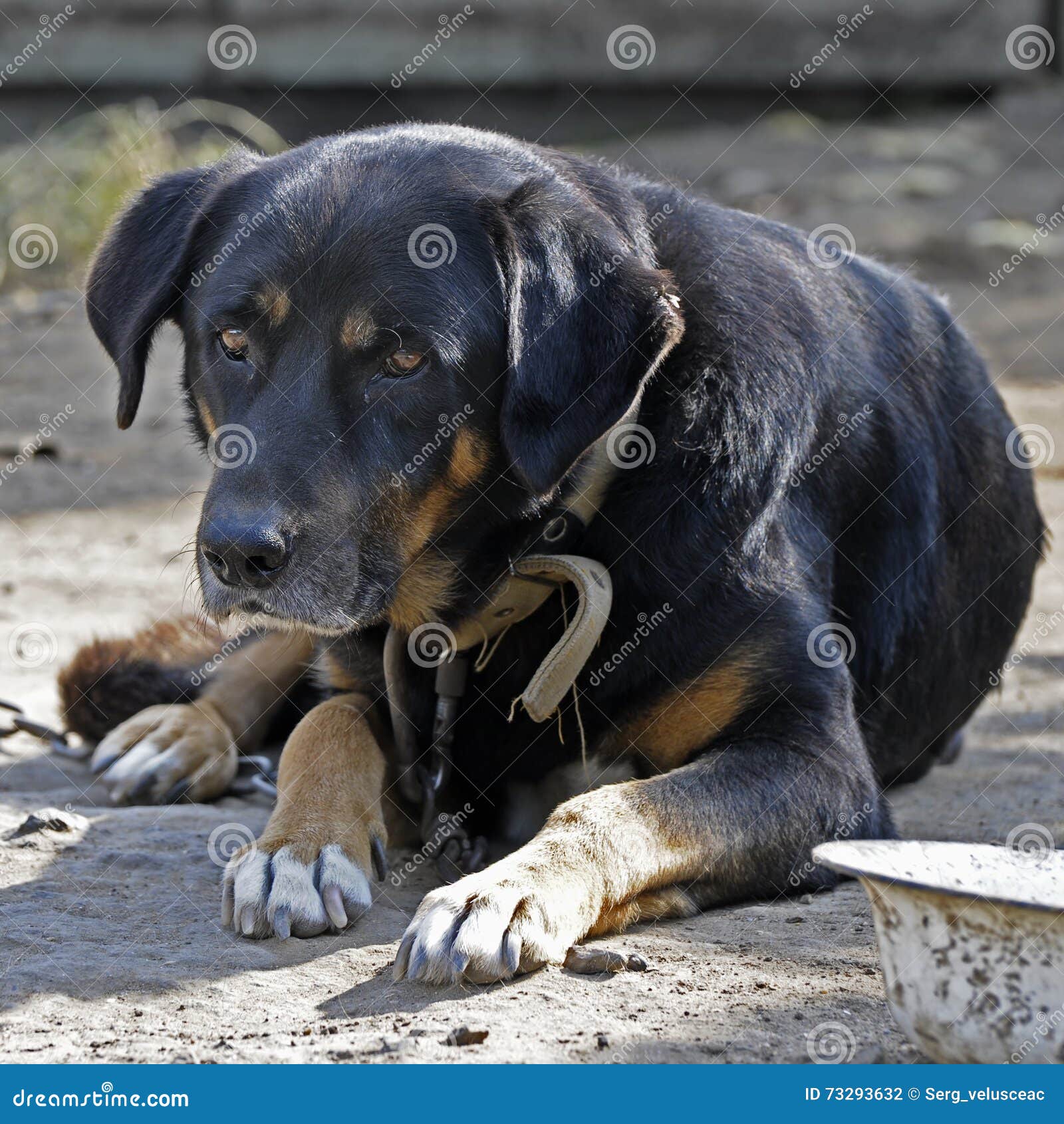Big old dog stock photo. Image of kennel, outdoors, mongrel - 73293632