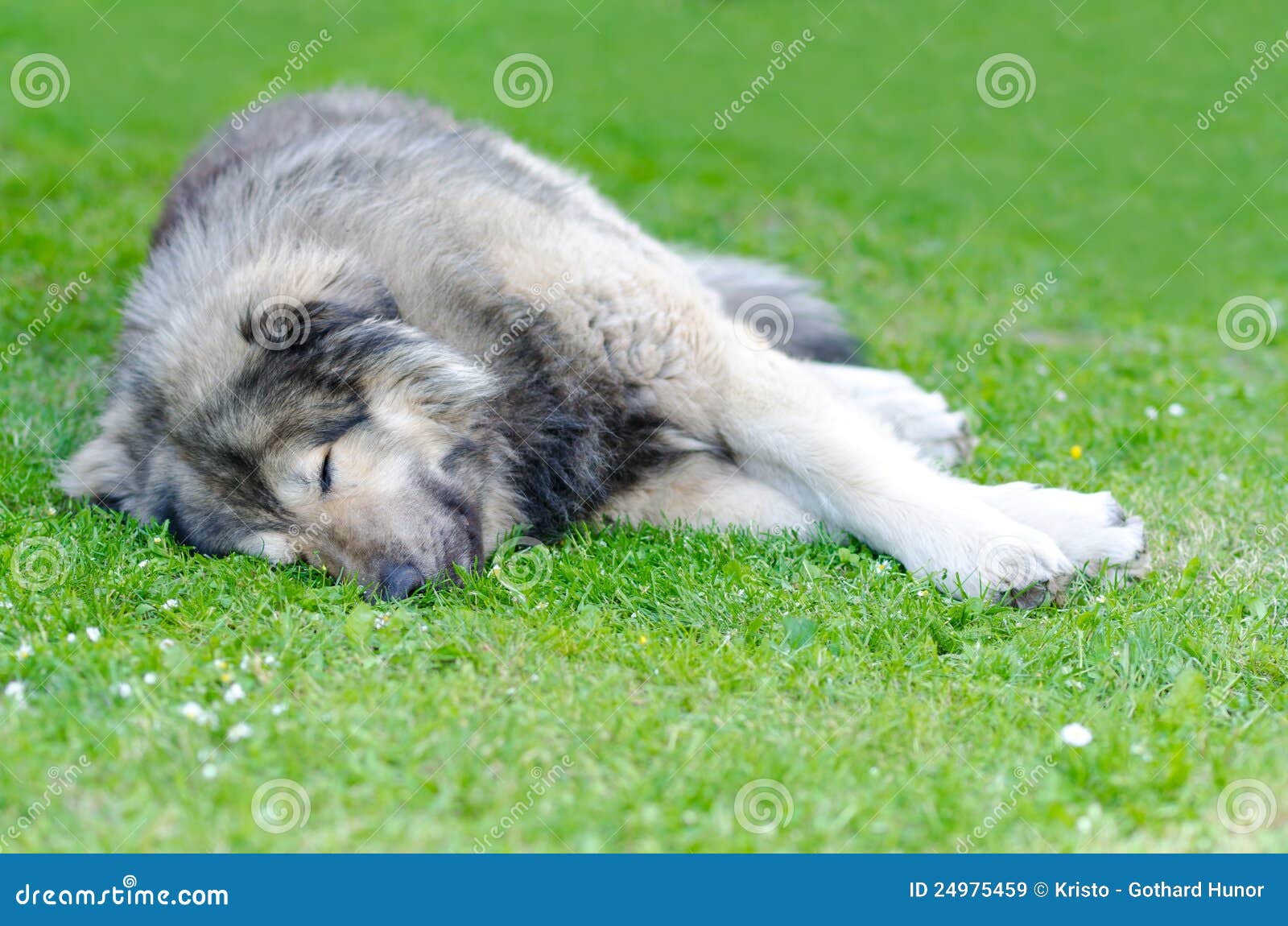 Big old dog taking a break stock image. Image of senior - 24975459