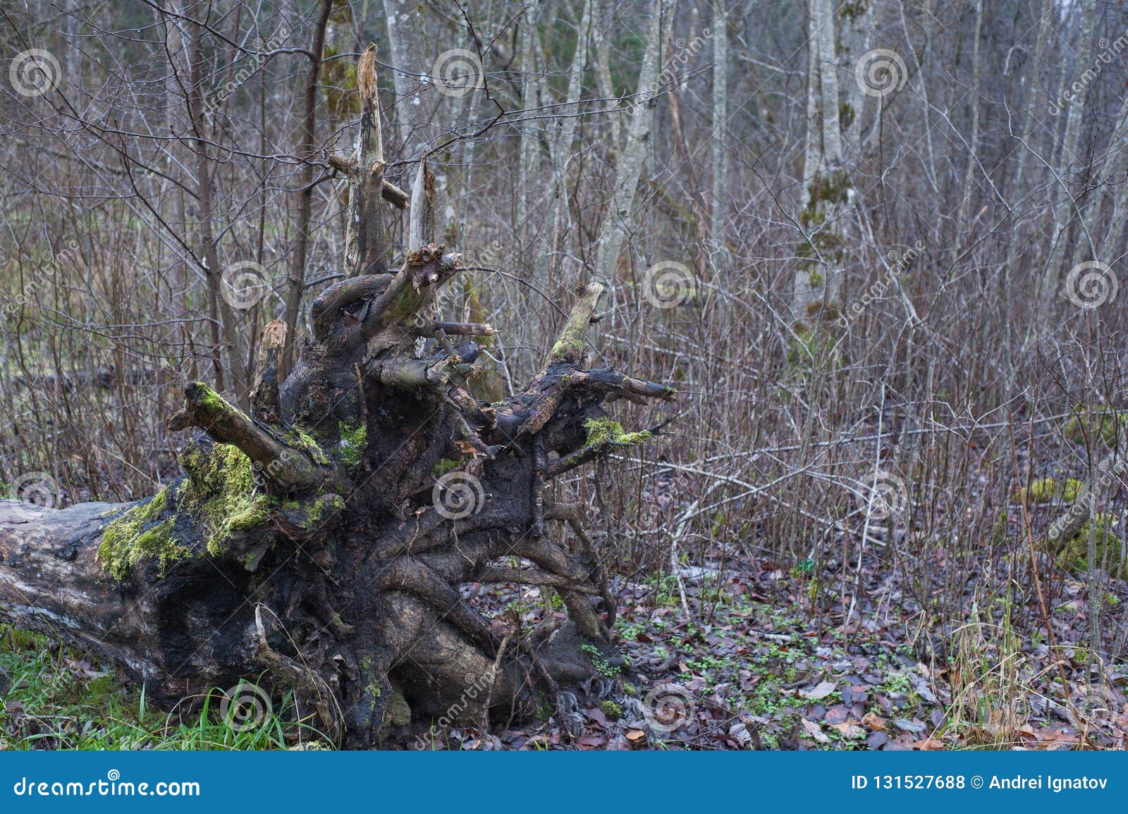 A Big Old Fallen Tree Roots in the Forest Stock Photo - Image of ...