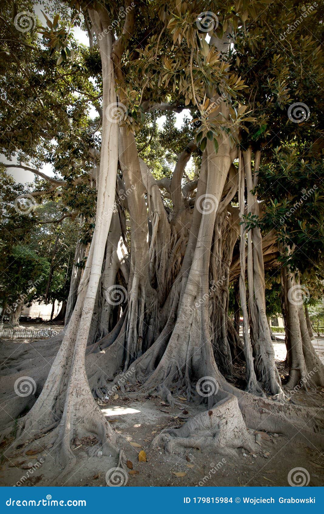 Big, Old Fig Tree in Palermo Stock Photo - Image of trees, plant: 179815984