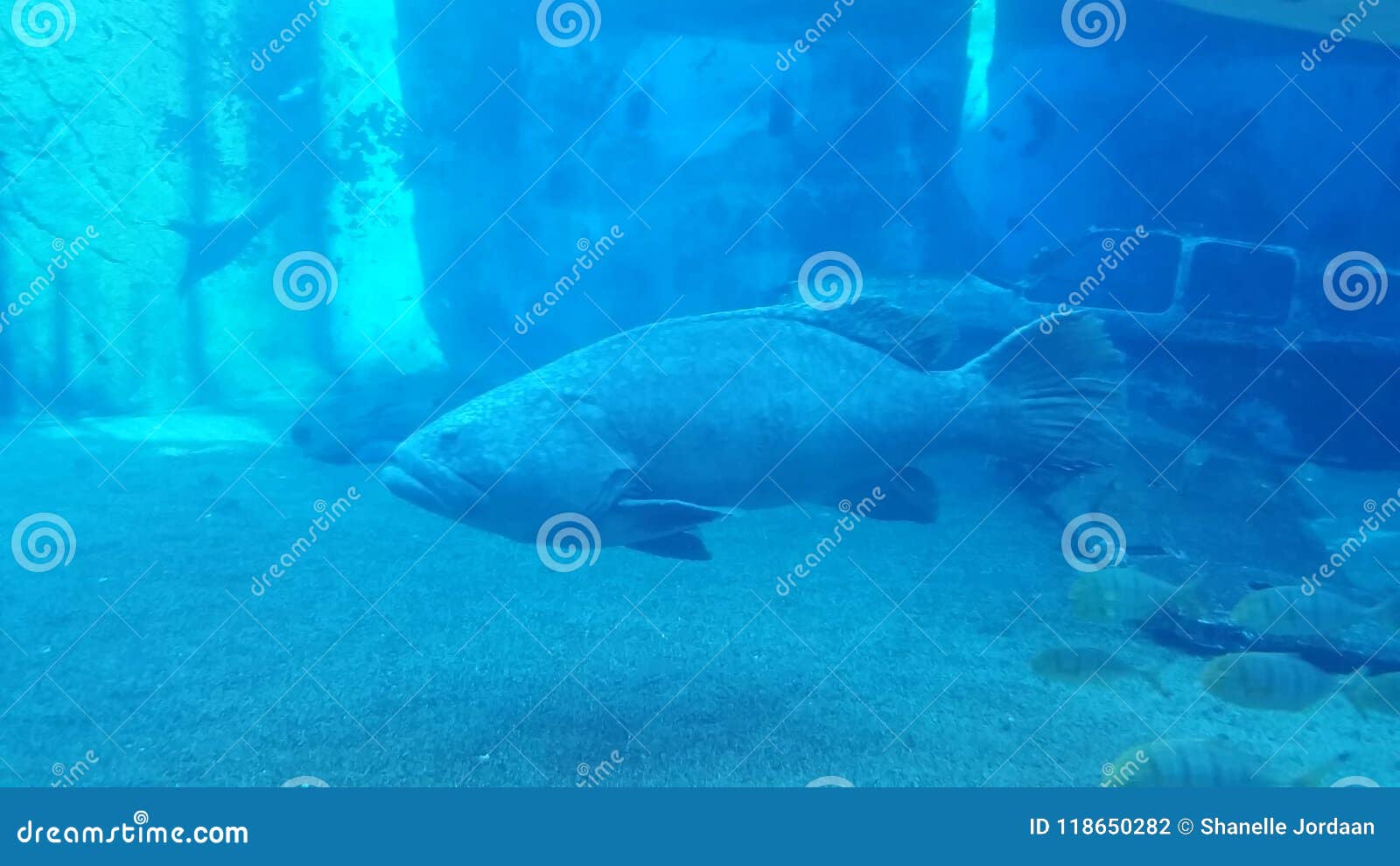 Animal stock photo. Image of animal, water, fish - 118650282