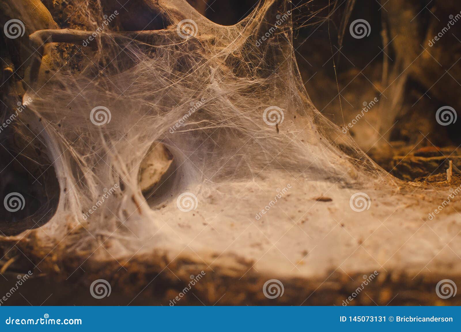 Tunnel Web Spider Royalty-Free Stock Photo | CartoonDealer.com #105372333