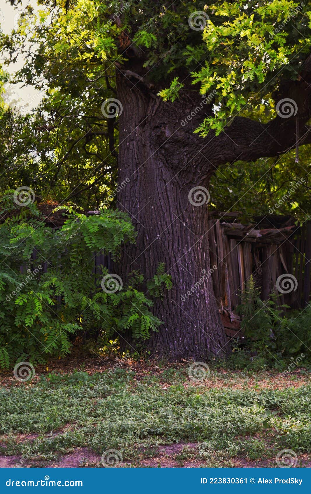 Big old green tree ðŸŒ² stock image. Image of trunk - 223830361