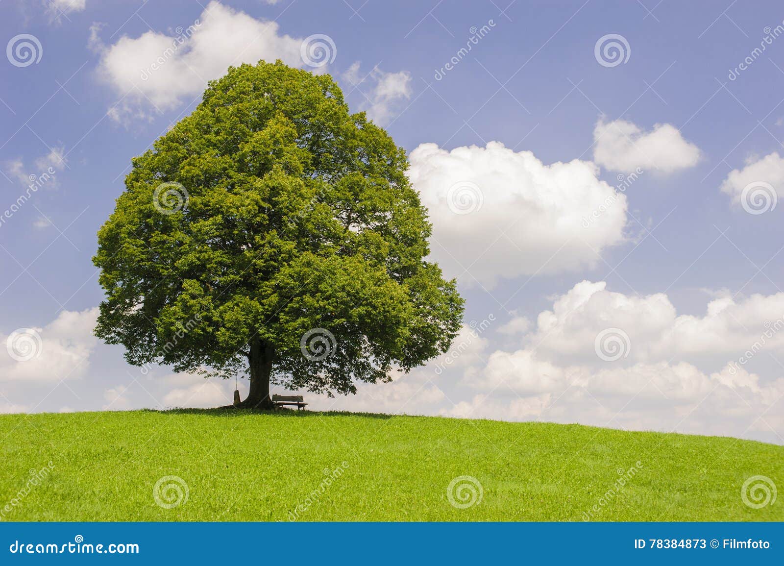 Linden Tree Forest. It Was A Dark Lip Of The Alley. Deciduous Tree ...