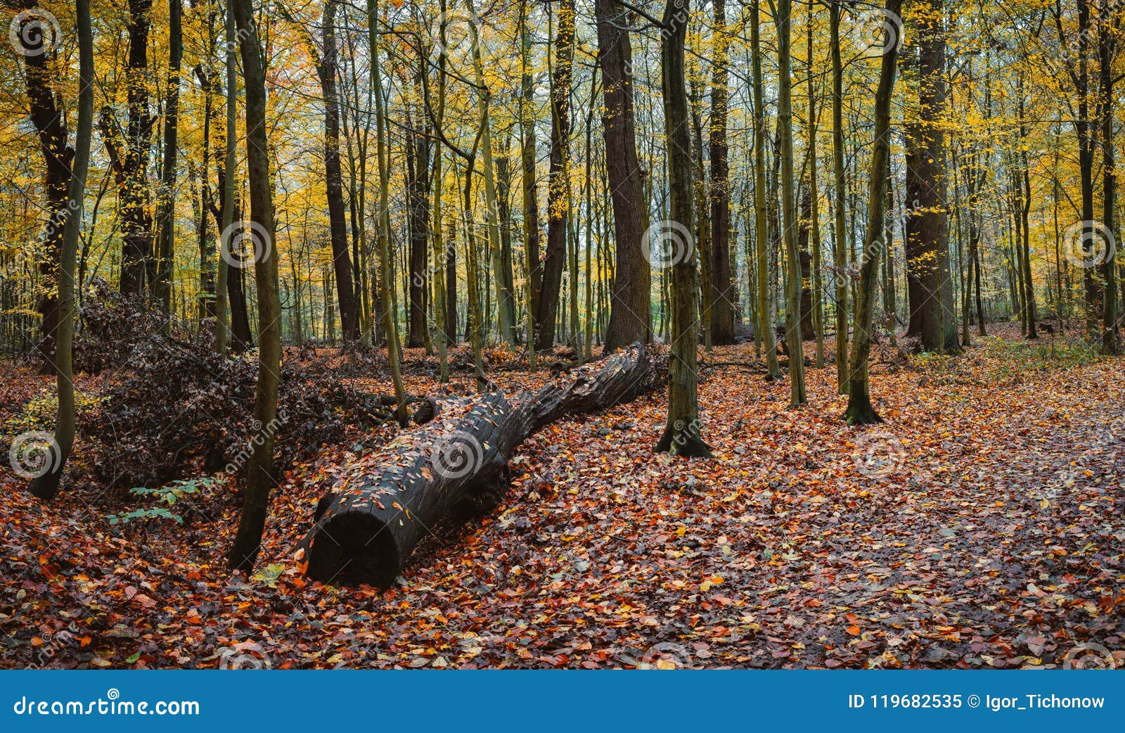 A Big Old Log in Autumnal Mixed Forest. Leaf Fall Near the Pathway ...