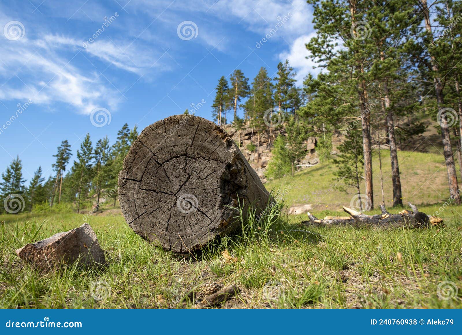 Big Old Log in the Forest Against the Blue Sky, Ecology and Logging ...