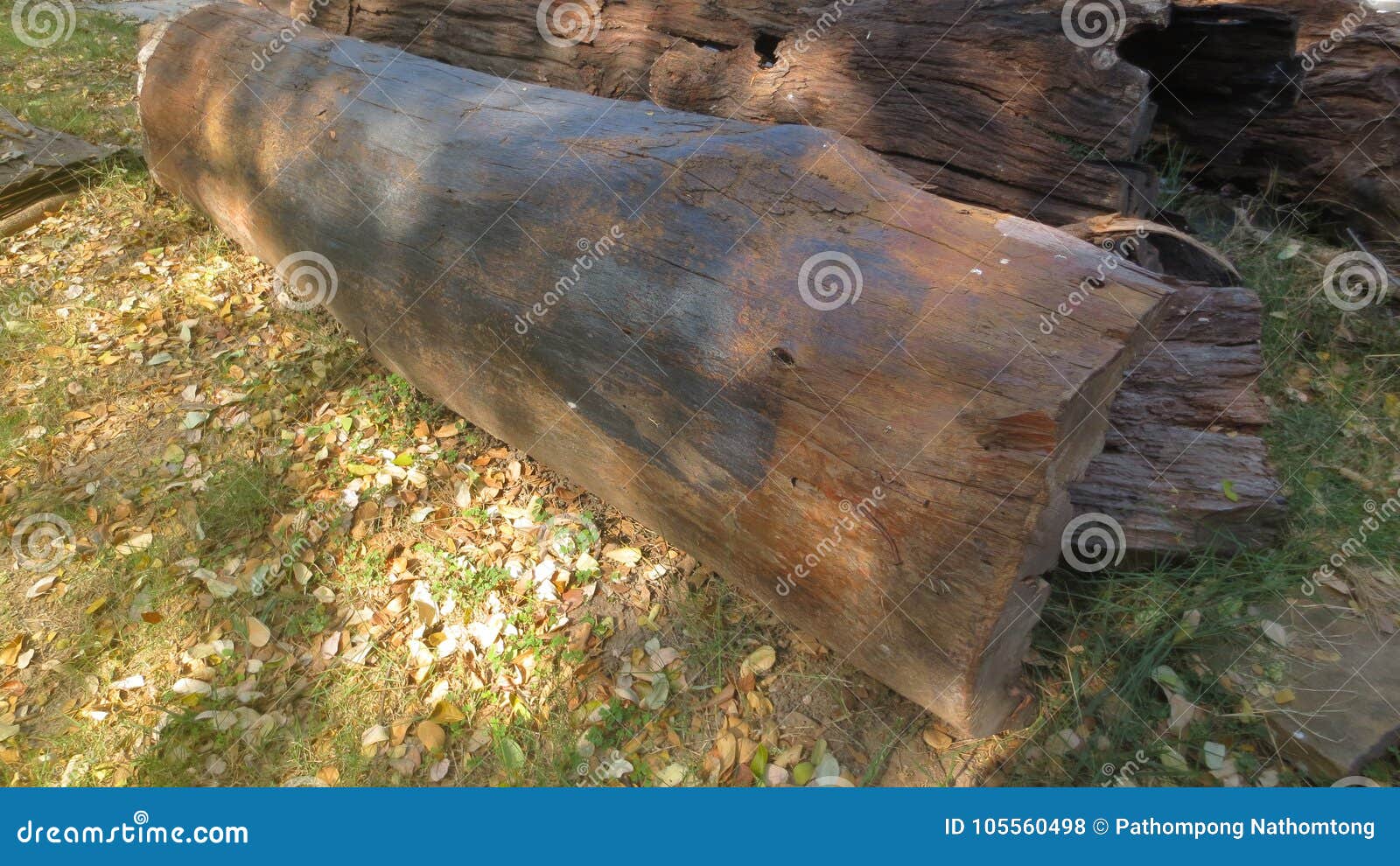 Big old log in the park stock photo. Image of beautiful - 105560498