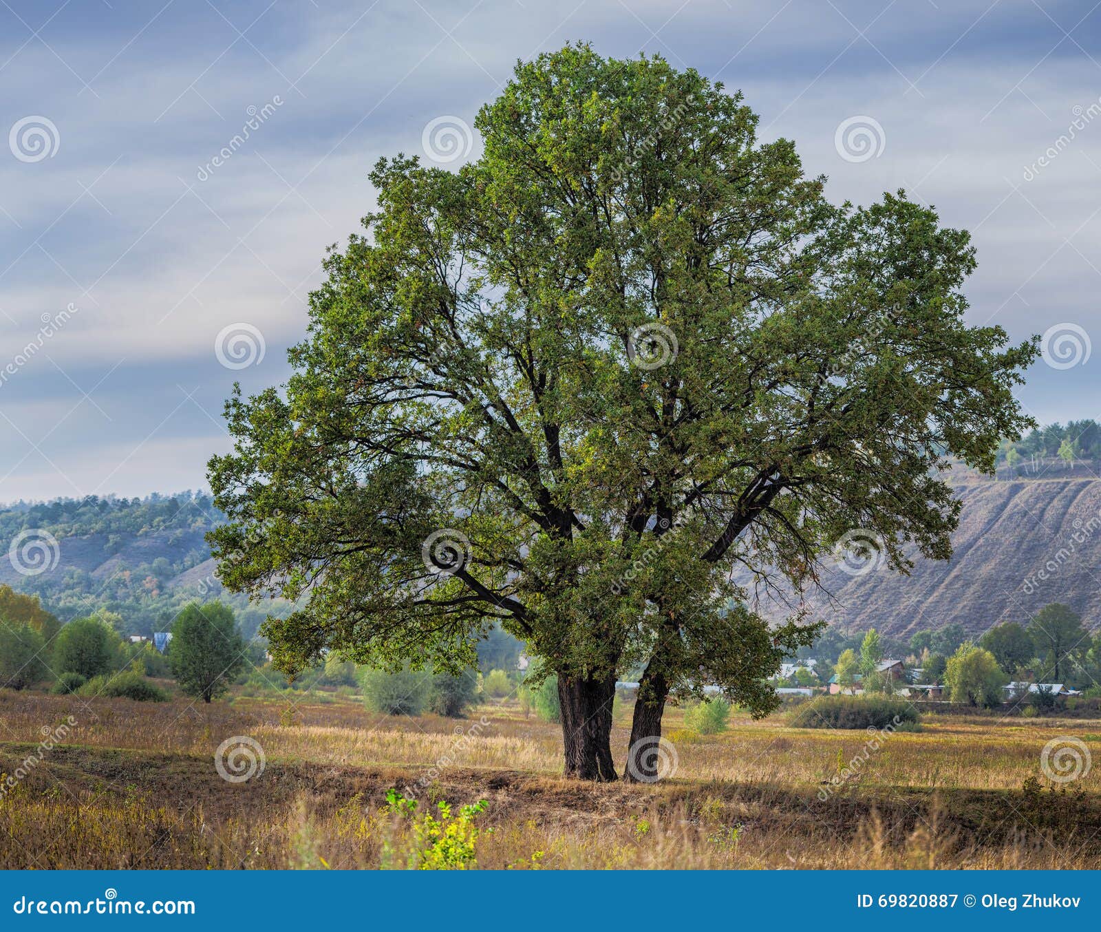 The Big Old Lonely Oak Tree on a Meadow Stock Image - Image of ...