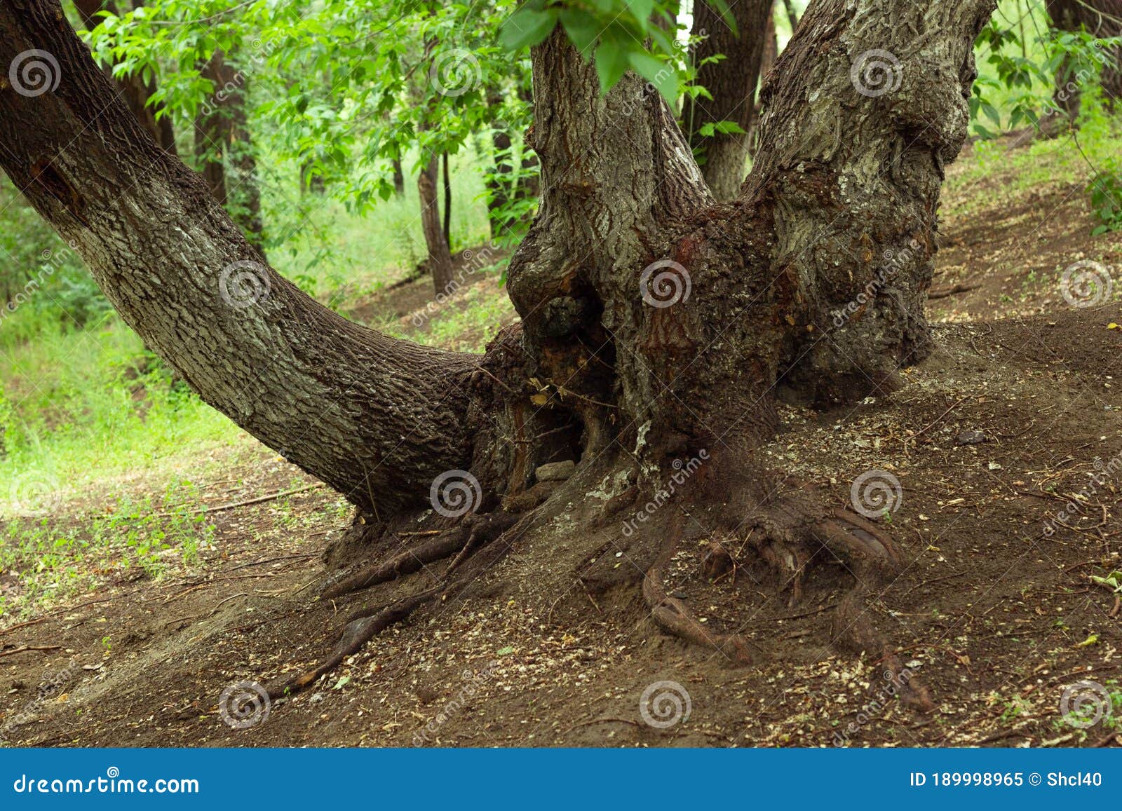 Old Maple Tree with Overgrown Deep Root System on a Hillside in ...
