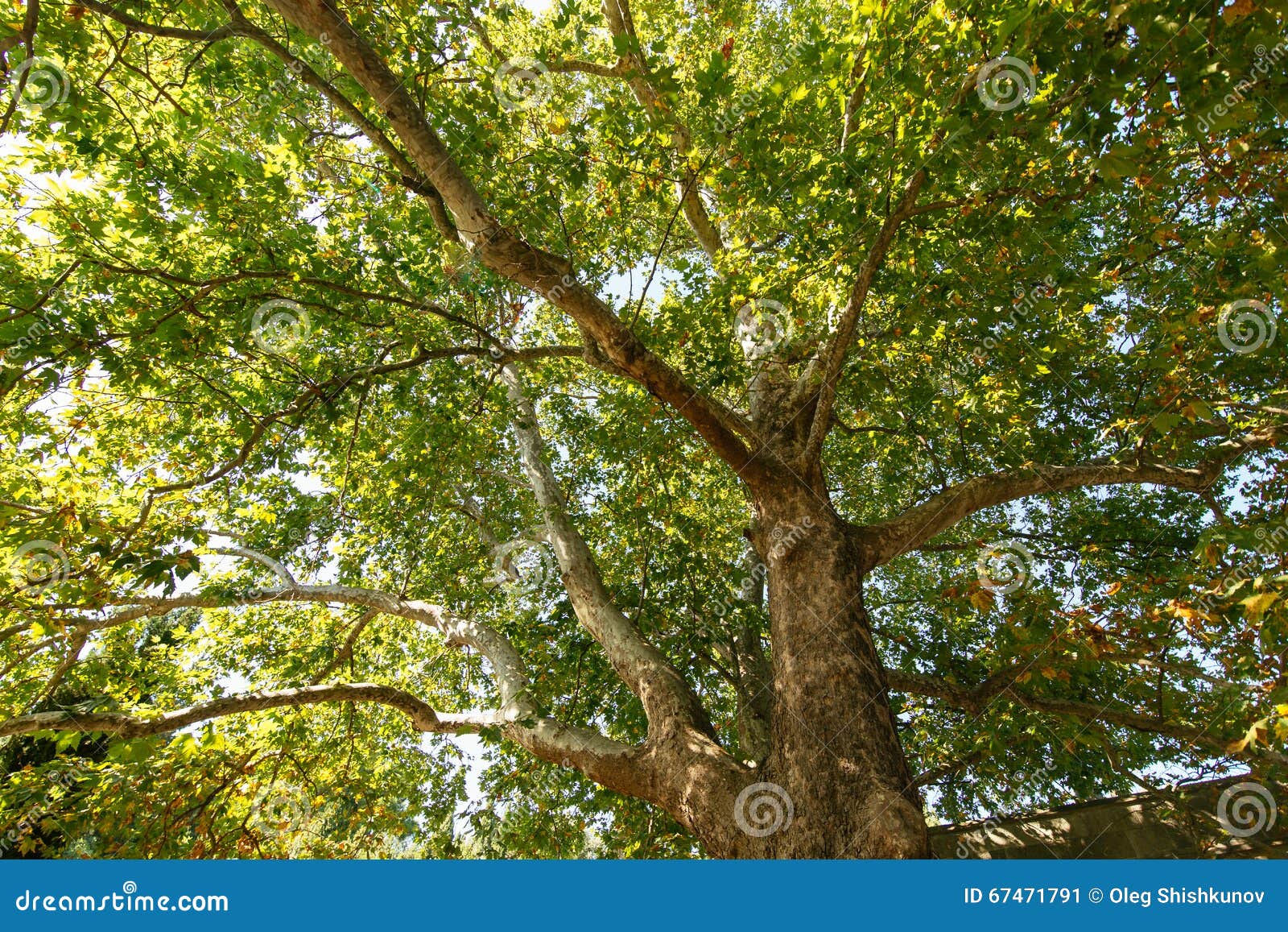 Big Old Maple Tree in Park. Stock Image - Image of deciduous, powerful ...