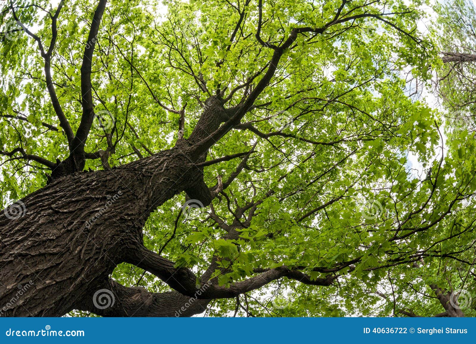 Big old maple tree stock photo. Image of wide, branch - 40636722