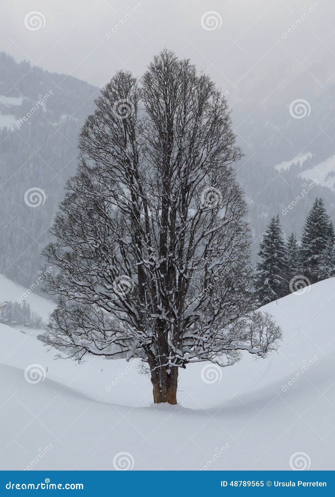 Big Old Maple Tree in Winter Stock Image - Image of clouds, cold: 48789565