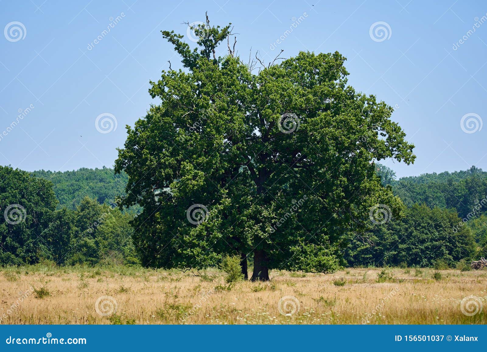 Big old oak tree stock image. Image of giant, wood, outside - 156501037
