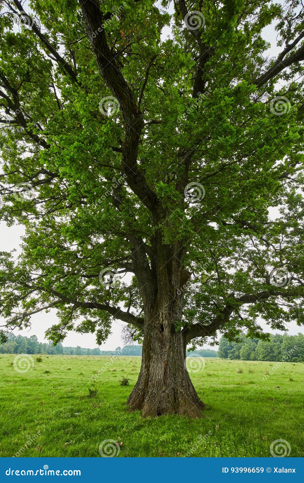 Big old oak tree stock image. Image of country, plain - 93996659