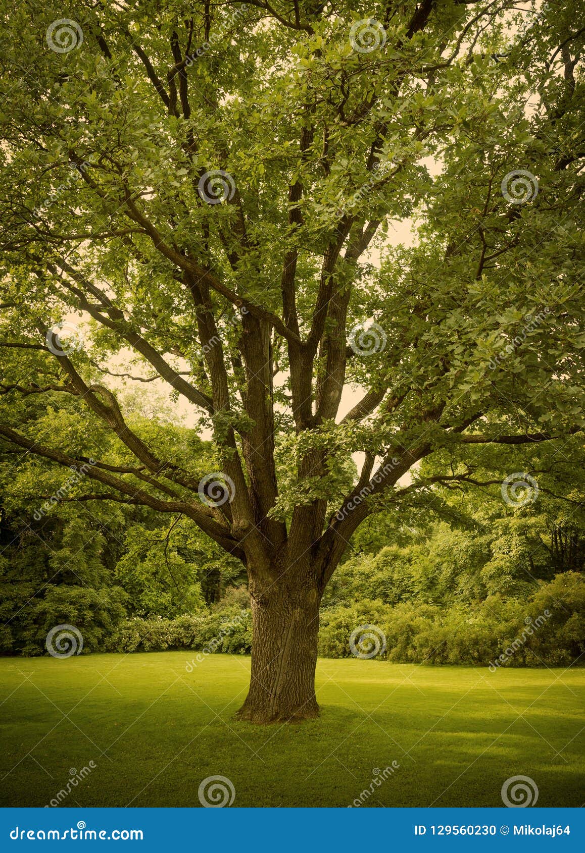 Big old oak tree stock photo. Image of single, summer - 129560230